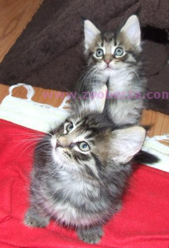 Maine Coon macici prodaja