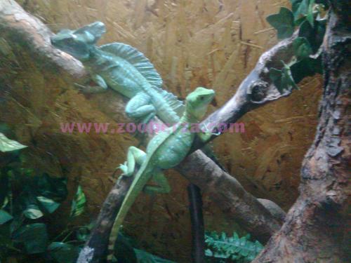 Basiliscus plumifrons - mladi