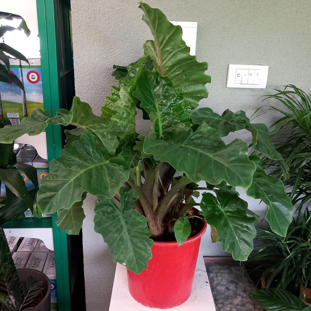 Alocasia portodora Low Rider 75 cm