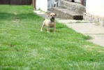 Juznoafricki Mastif, Boerboel