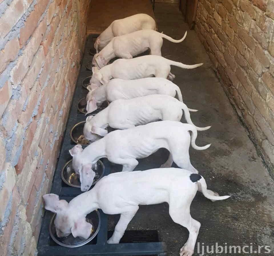 Stenci Dogo Argentino