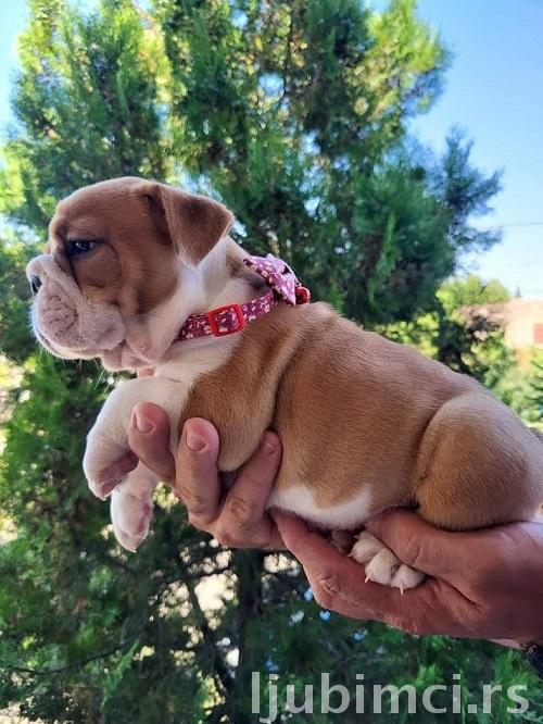 Engleski buldog