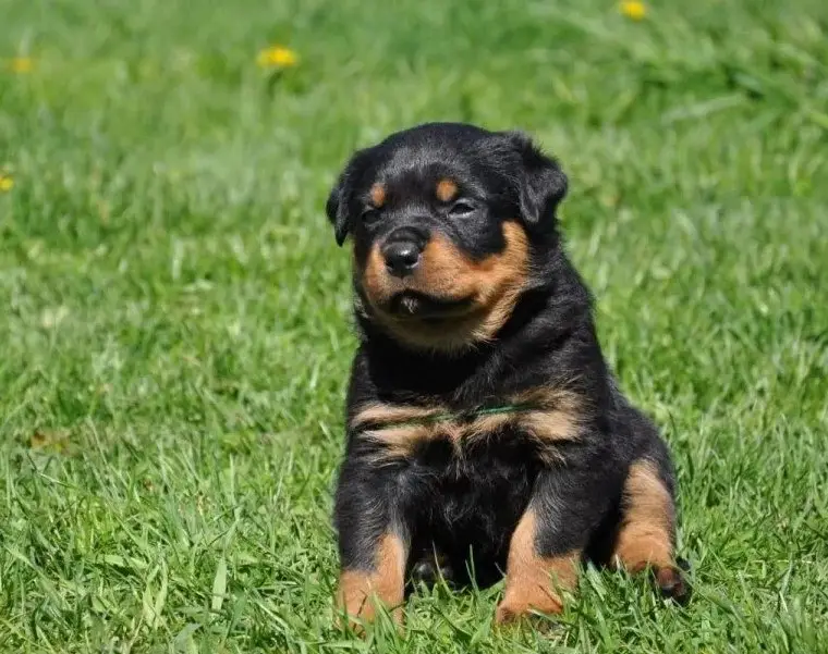 Rotvajler i Cane Corso štenci