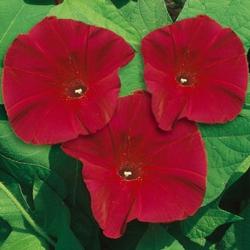 Crveni Ladolež (25 seme) Morning Glory Ipomoea Scarlet O’Hara Red