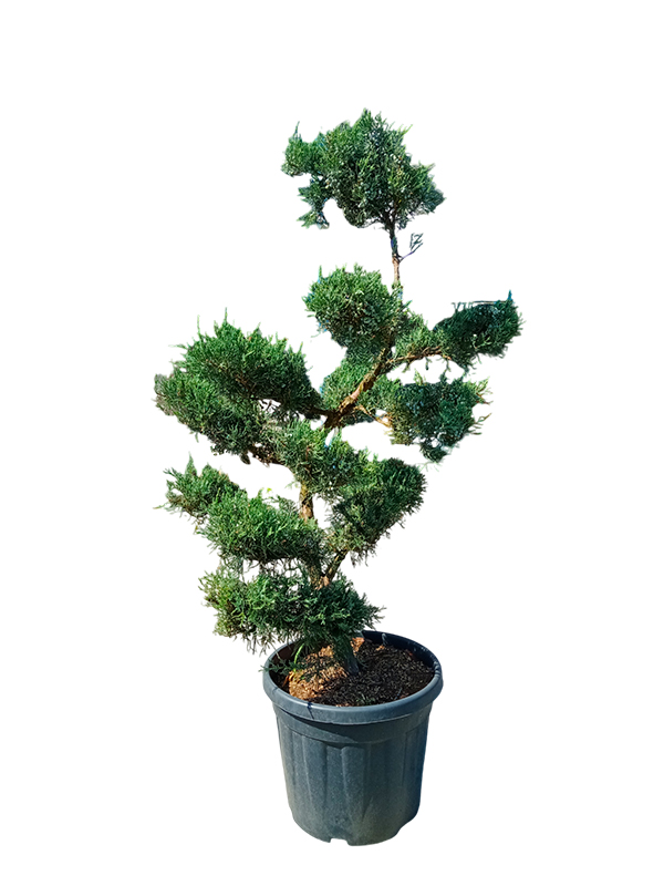 Kleka bonsai