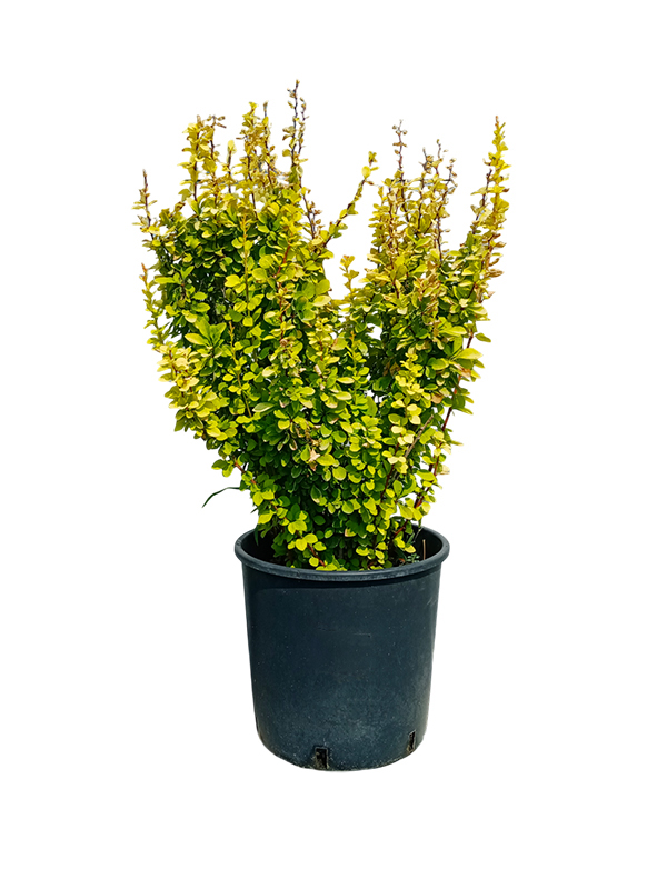 Berberis ‘Aurea’