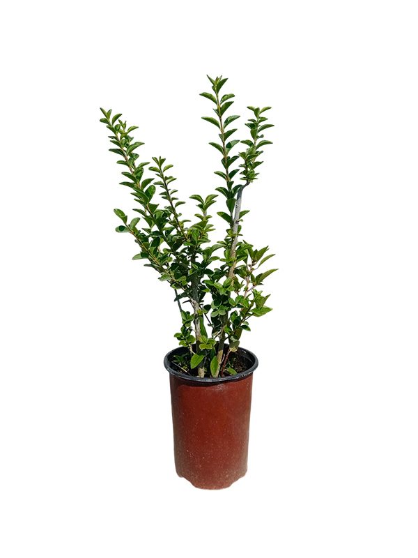 Ligustrum