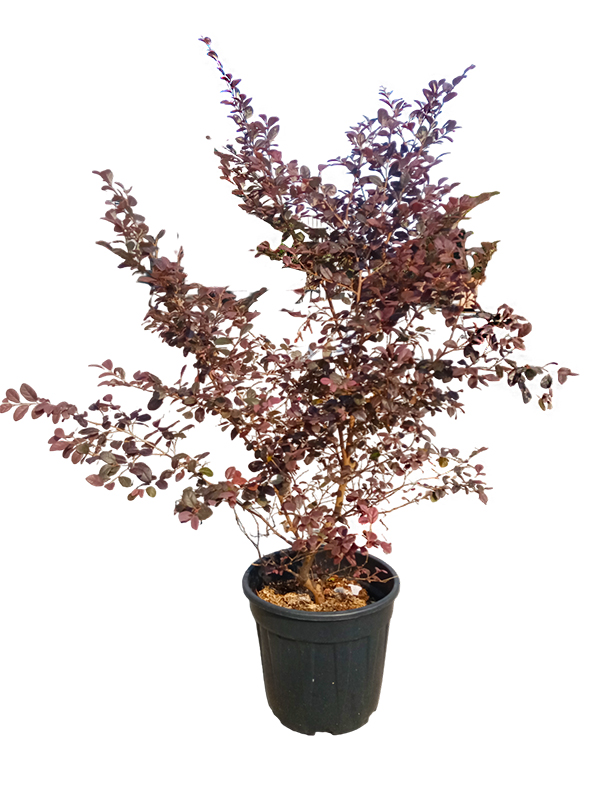 Kineske rese / Loropetalum