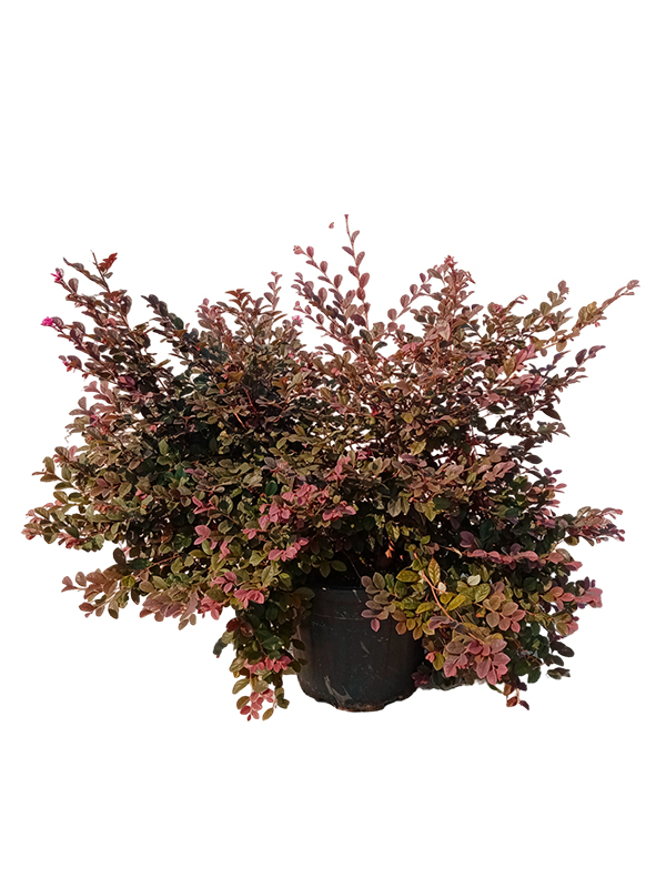 Kineske rese / Loropetalum ‘Black pearl’