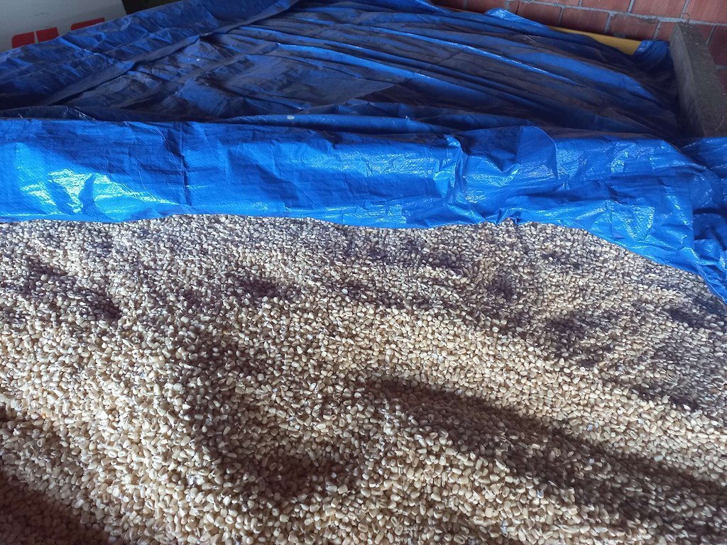 Beli kukuruz u zrnu (cena po kilogramu)