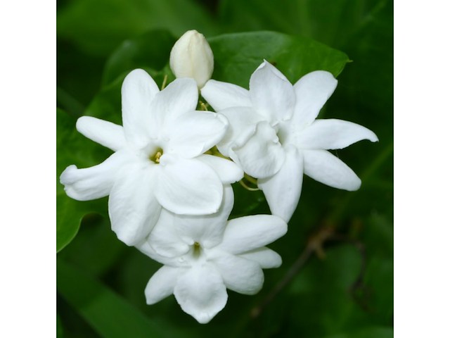 Jasmin `Sanbak` jako mirisan