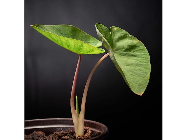 Kolokasija - Colocasia esculenta `Pink China`