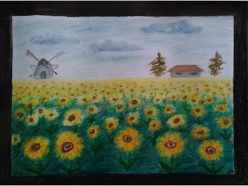 Polje suncokreta, crtez, uljani pastel, 34x44