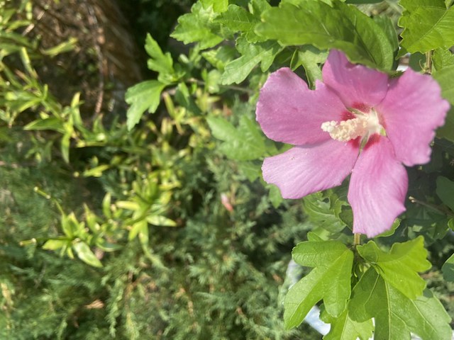 Hibiskus baštenski