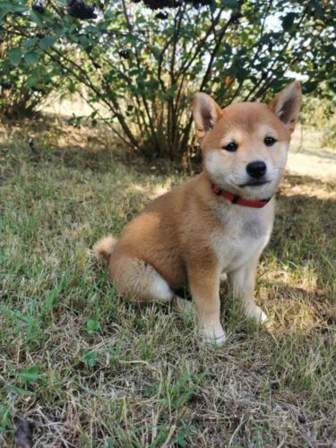 Shiba inu stenci