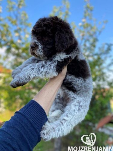 Lagotto Romagnolo štenci