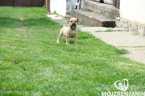 Juznoafricki Mastif, Boerboel