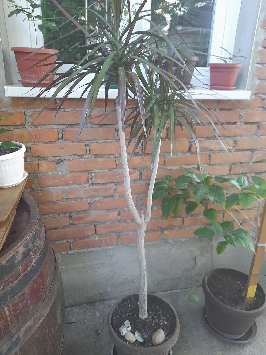 Velika Dracena 1.60 cm.Za cenu se možemo dogovoriti.Ne šaljem poštom