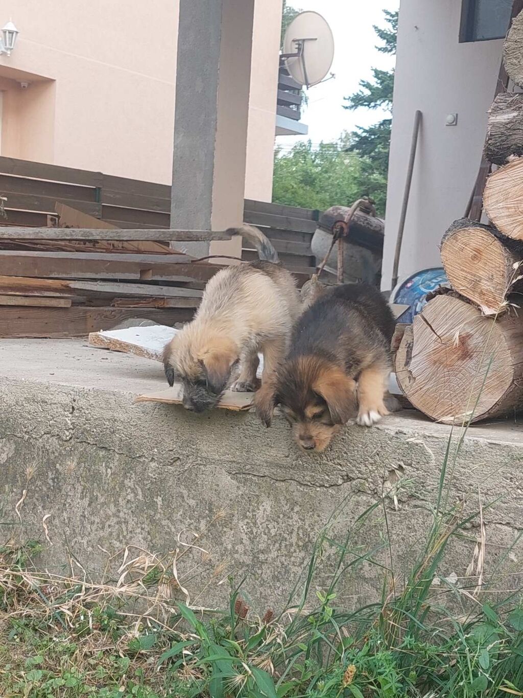 Preslatke kuce na poklon,muška ili ženska.Muški sa plavim