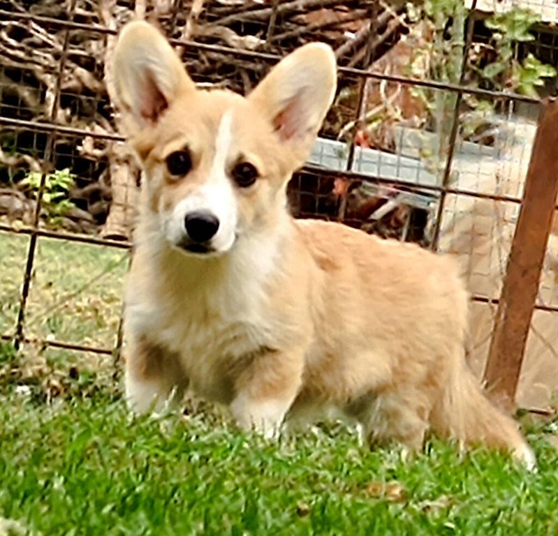 Velški korgi-pembrok dostupno muško štene velškog korgija, starosti