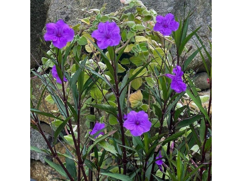 Ruelija simplex- Meksička Petunija