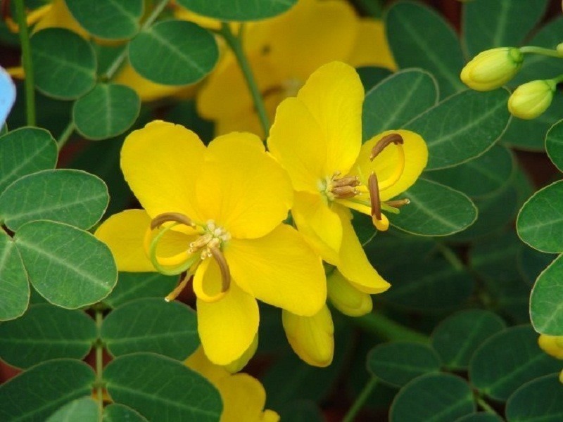 Sena - Kasia - Cassia angustifolia SEME