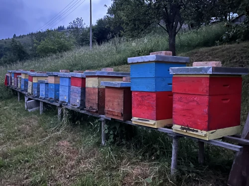 Domaći med sa ZLATARA