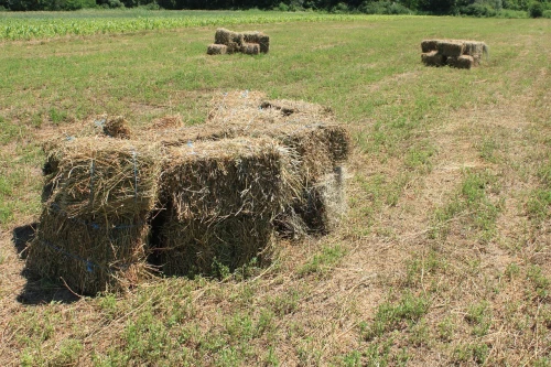 Na prodaju balirana lucerka