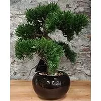 Bonsai u Keramičkoj Saksiji Atmosphera Createur d interieur