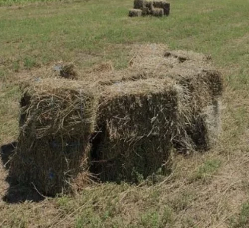 Balirana lucerka