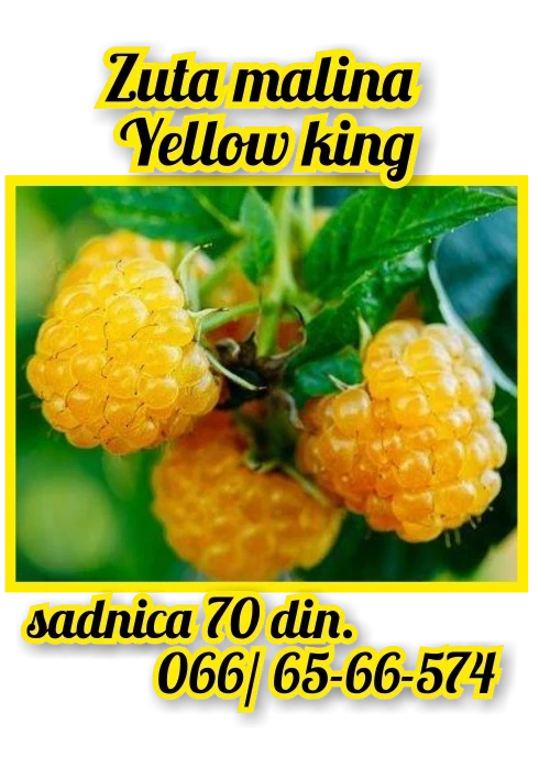 Zuta malina Yellow king