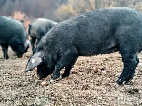 Na prodaju nazimice MORAVKE