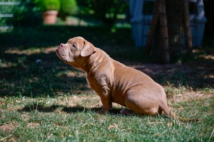 Američki Buli / American Bully Pocket štenci