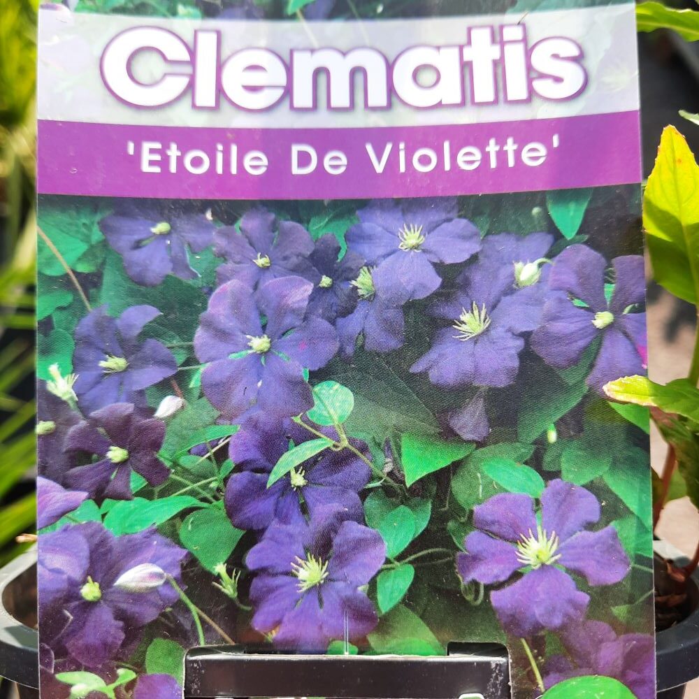 Clematis ‘Etoile Violette’ 75cm