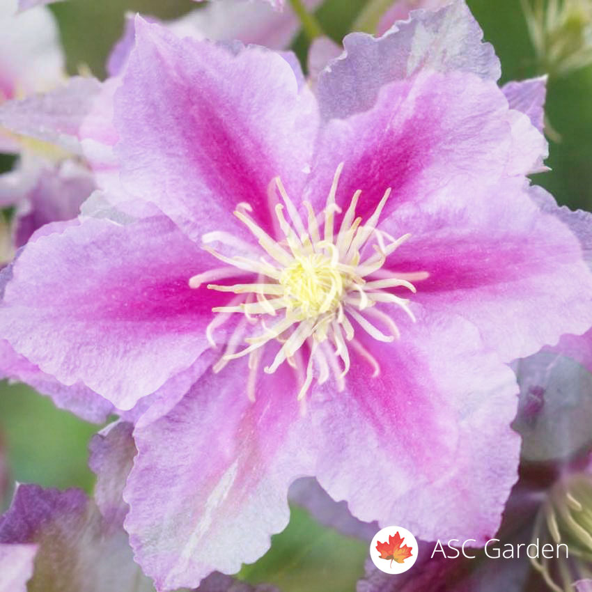 Clematis Piilu 40 cm