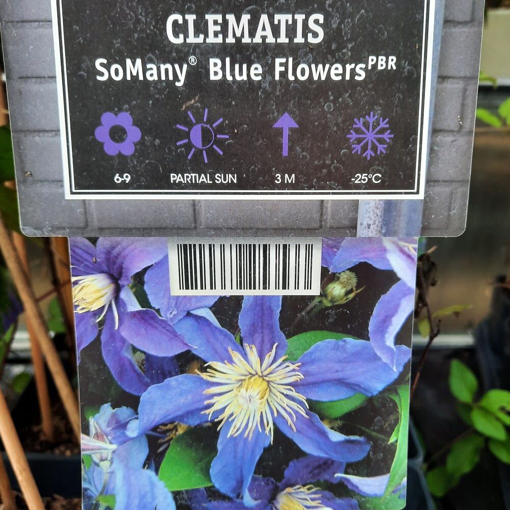 Clematis So Many Blue Flowers 75 cm