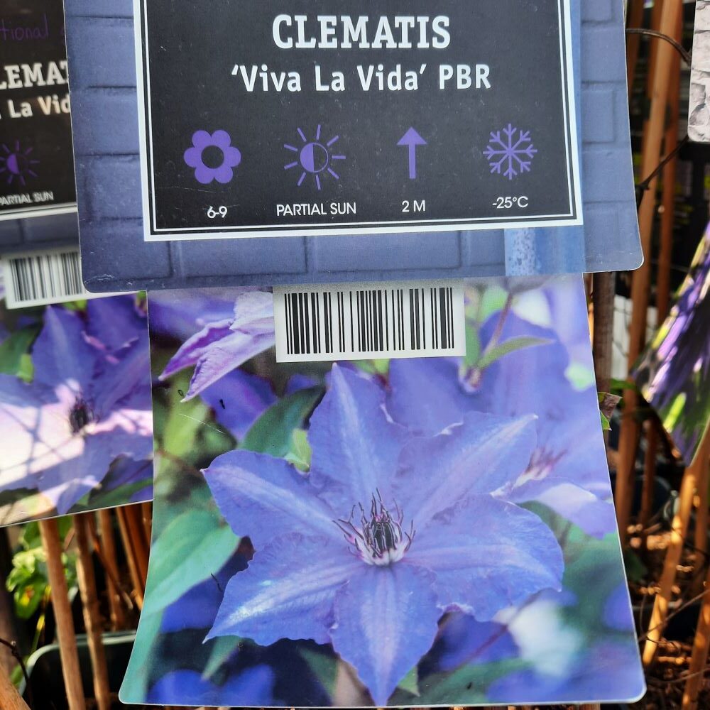 Clematis Viva la vida 75 cm