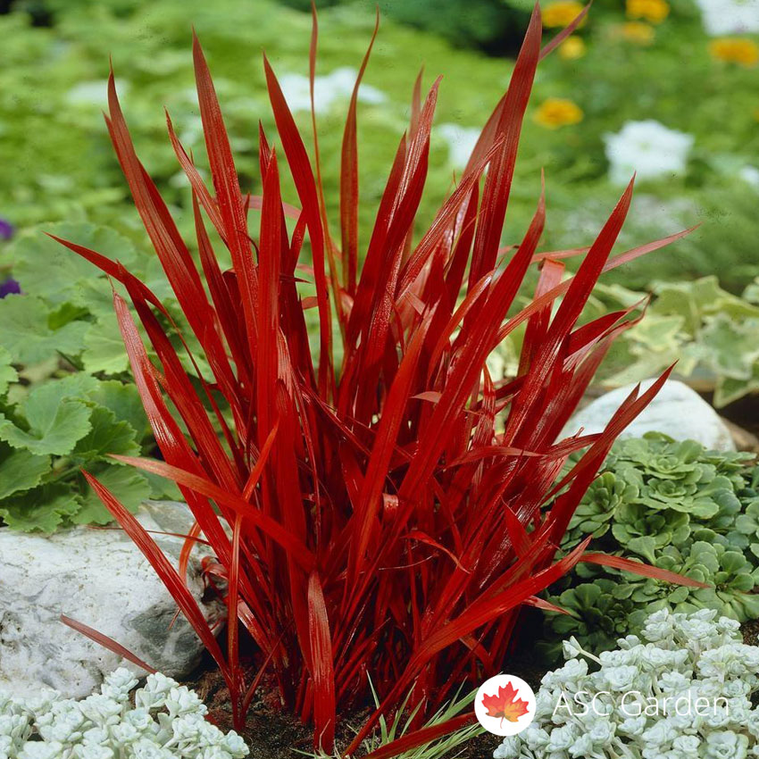 Crvena trava Imperata cylindrica Red Baron 40 – 50 cm