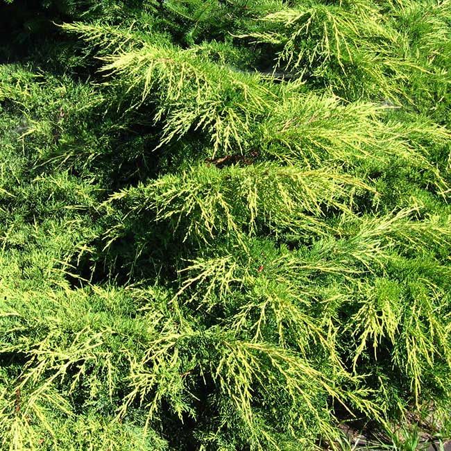 Juniperus media pfitzeriana Old Gold