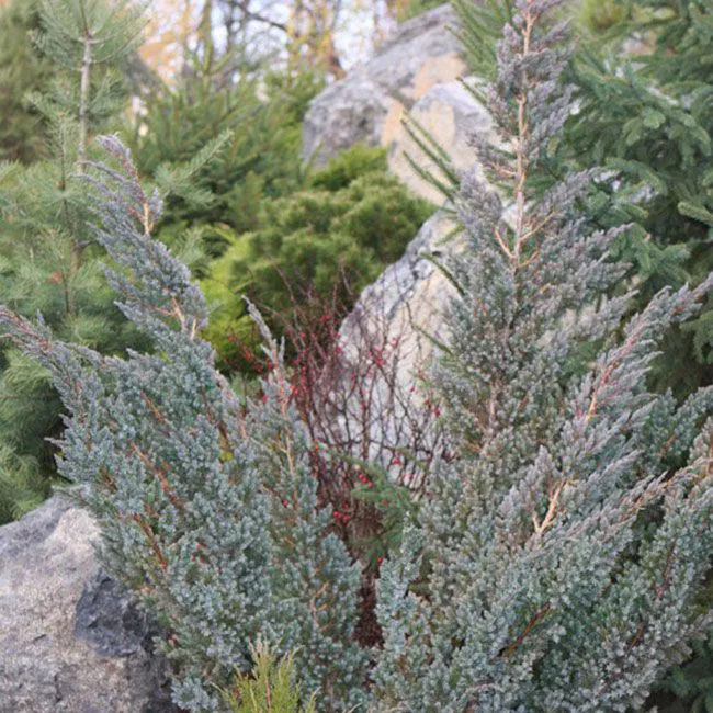 Juniperus sqamata Meyeri