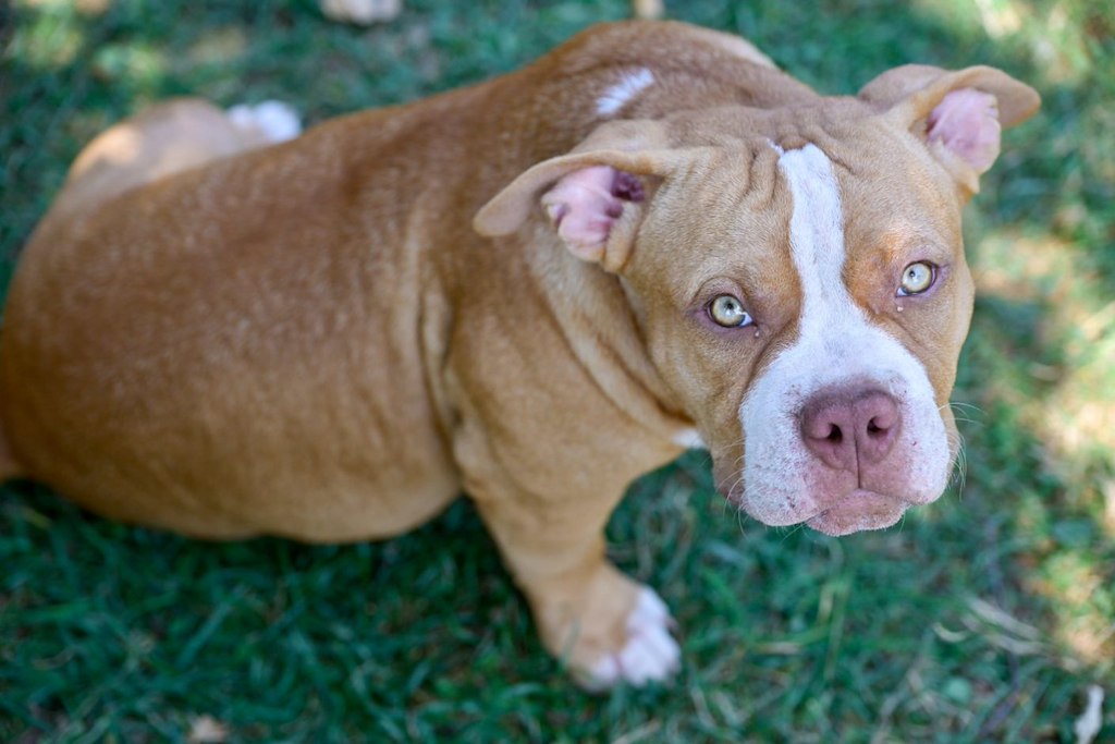 Američki Buli / American Bully Pocket štenci