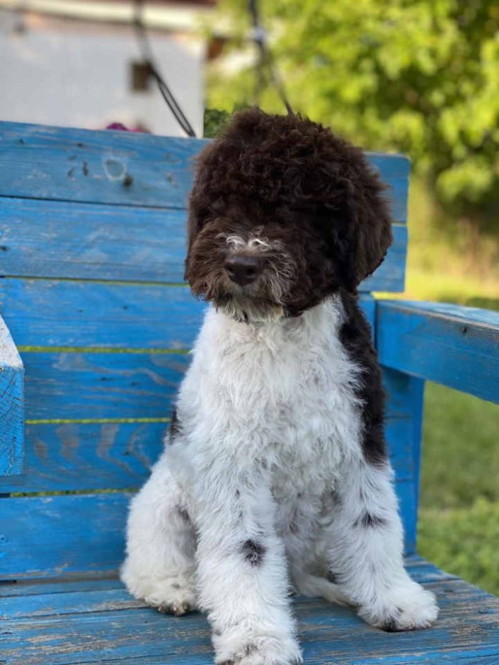 Na prodaju novo leglo LAGOTTO ROMANGOLO