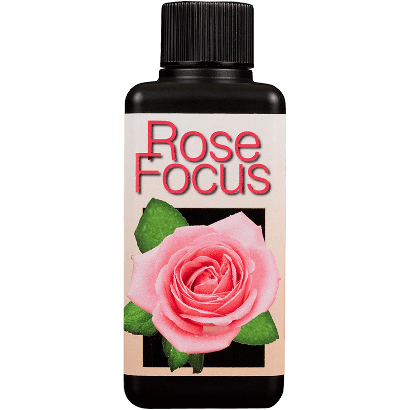 Rose Focus 100ml