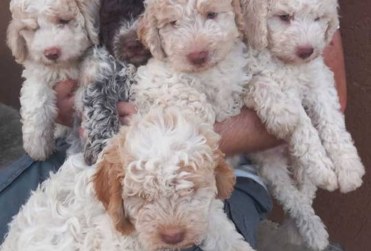 Lagotto romagnolo stenci. Dostupni za pr