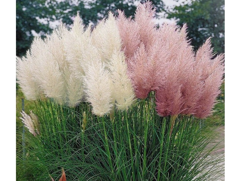 Pampas trava - roze i bela