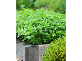 Oregano - Origanum vulgare