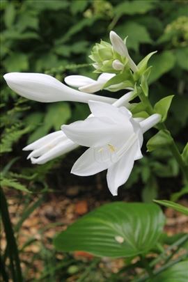 Hosta