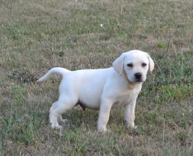 Labrador retriver