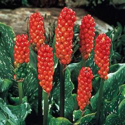 Krupnolisni arum - Arum marmoratum