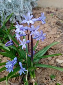 Hyacinthus orientalis-domaći zumbul